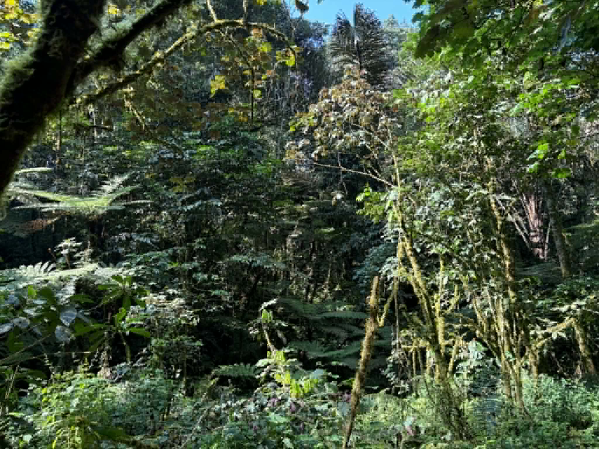 Bwindi forest – UC Center for Public Engagement with Science